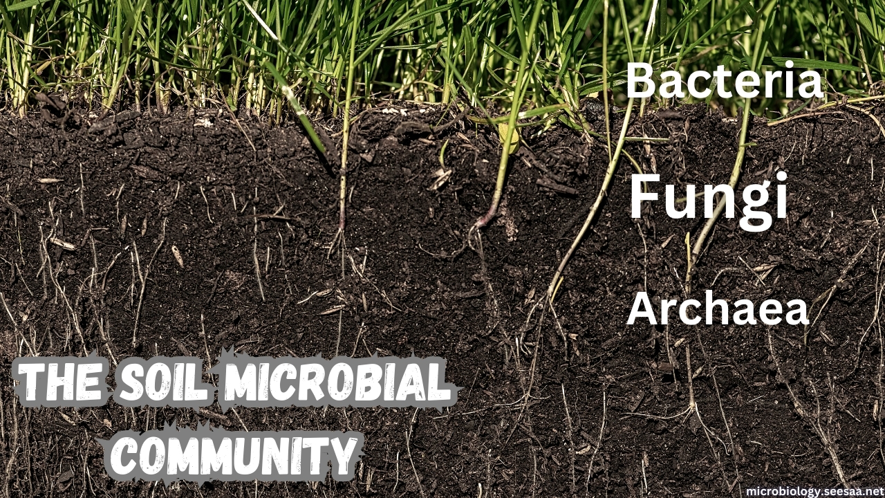 The Role of Microbes in Soil Health and Agriculture: Microbiology
