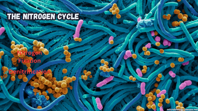 The Role of Microbes in Biochemical Cycles: Microbiology