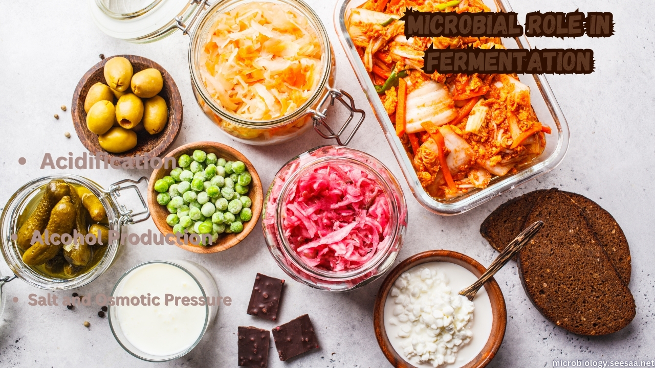 Microbial Food Fermentation and Preservation: Microbiology